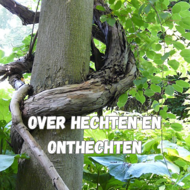 Over hechten en onthechten - Cellbuilding
